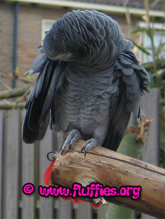 Picture and photo of an African grey parrot's first time outside after ...
